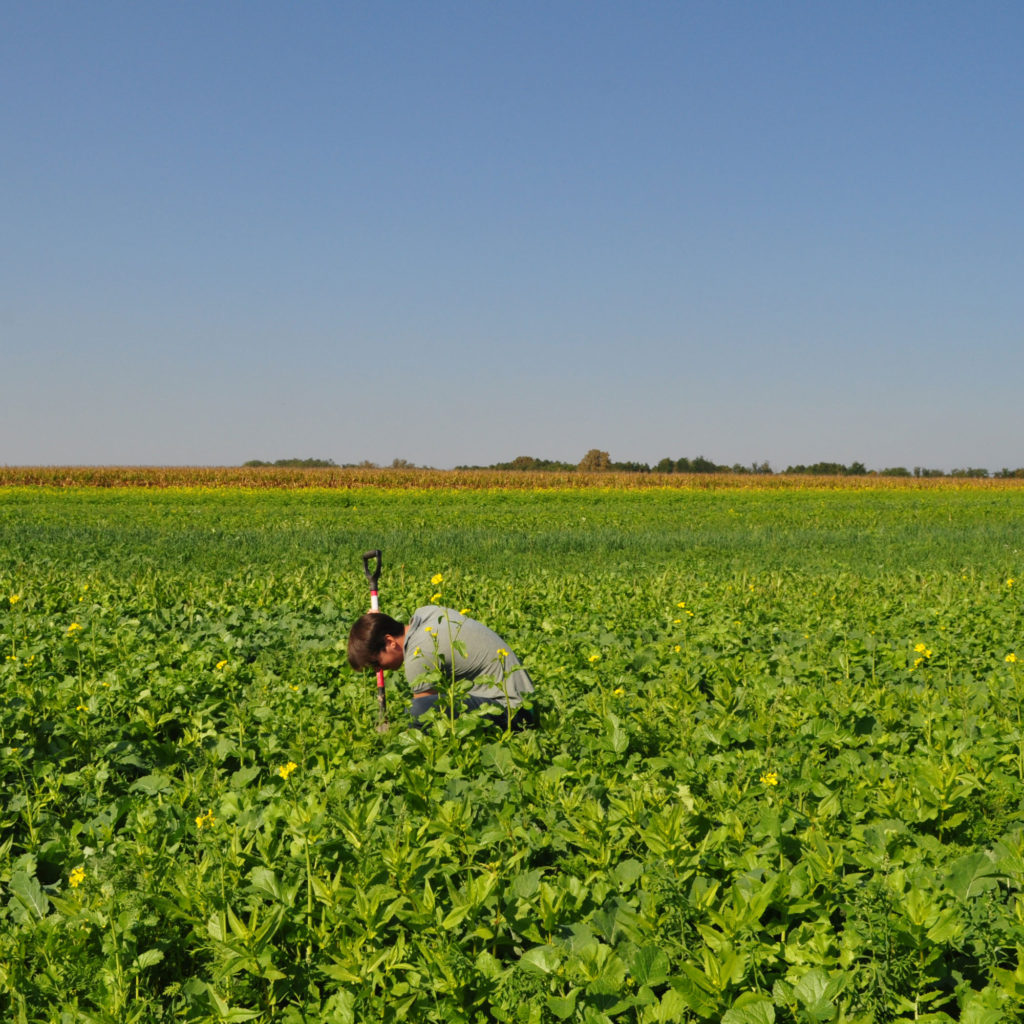 Takarónövény-keverékek szakértőktől | Talajreform
